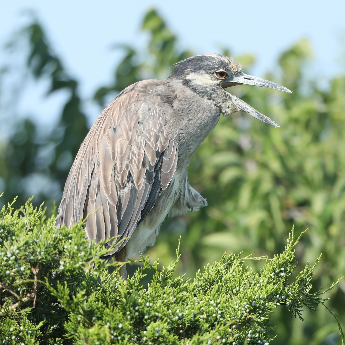 eBird Checklist - 18 Jun 2024 - NJ-52 S, Ocean City US-NJ (39.2880,-74. ...