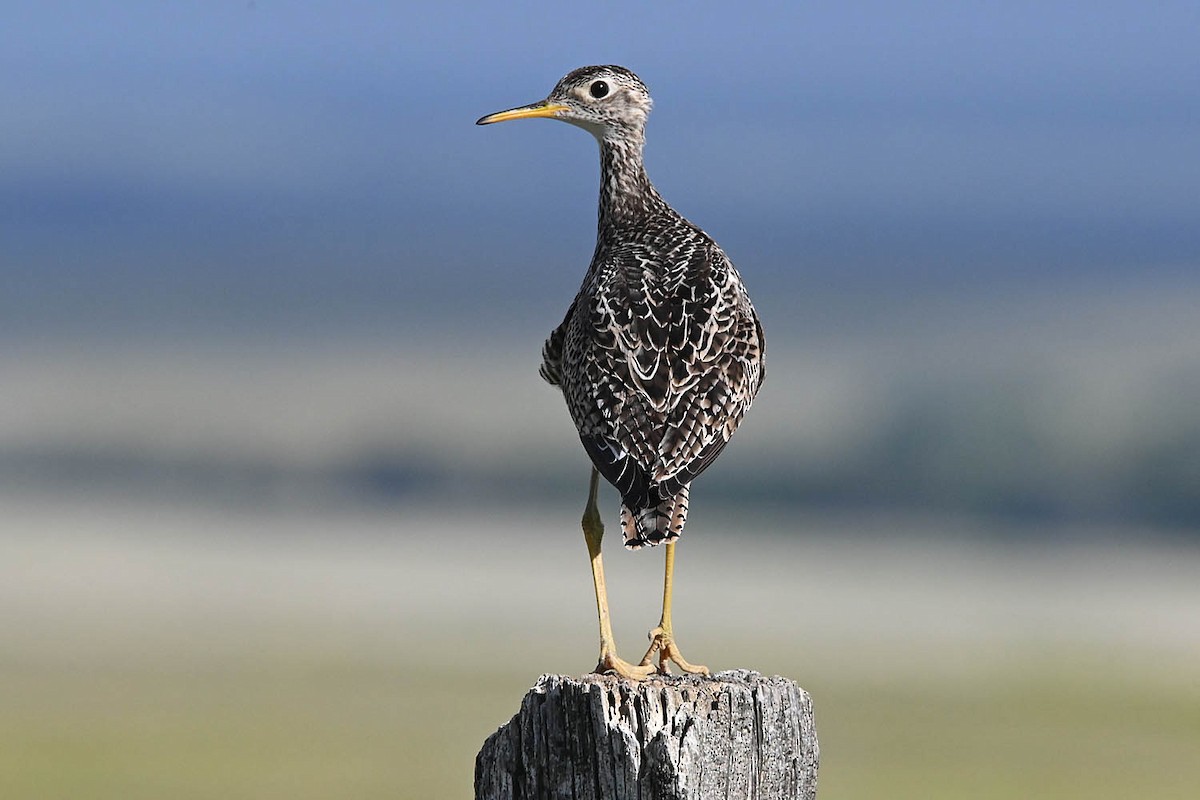 eBird Checklist - 26 Jun 2024 - Cremer/Rupert Road - 22 species