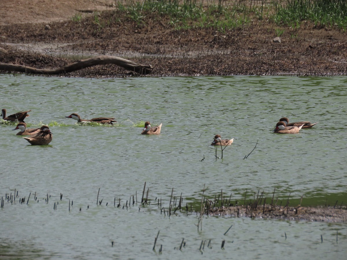 eBird Checklist - 14 Jul 2024 - Dam Muizenberg - 33 species