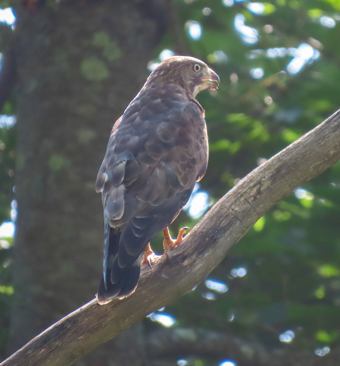 eBird Checklist - 14 Jul 2024 - 66 Constellation Dr, Auburn US-ME (44. ...