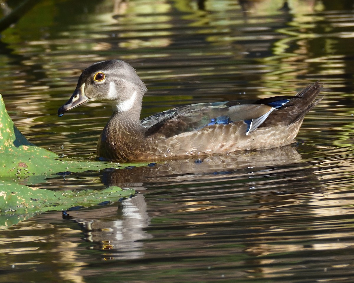 eBird Checklist - 13 Jul 2024 - Pandapas Pond Day Use Area - 20 species