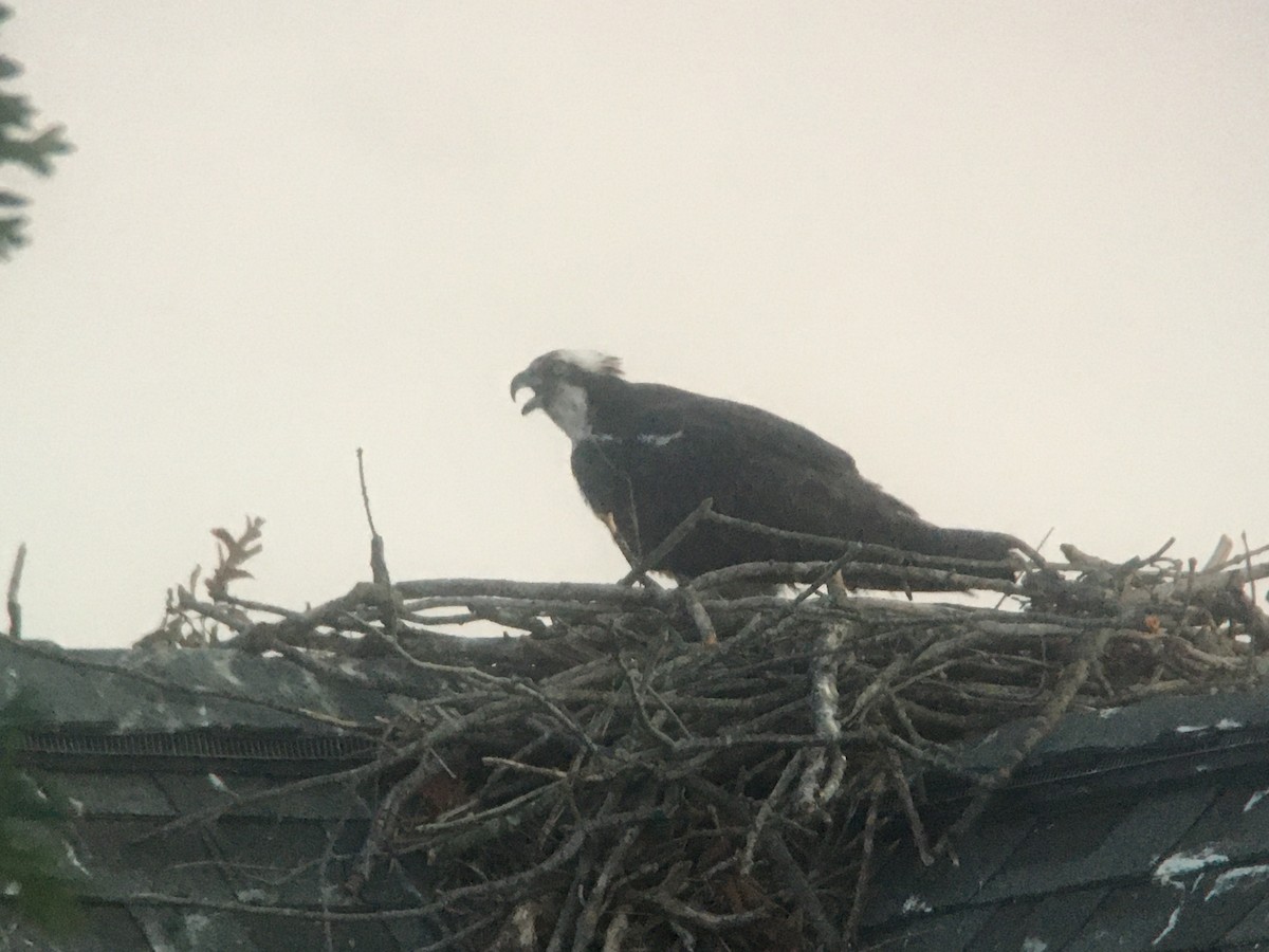 Maryland-DC Breeding Bird Atlas Checklist - 13 Jul 2024 - Rest Haven ...