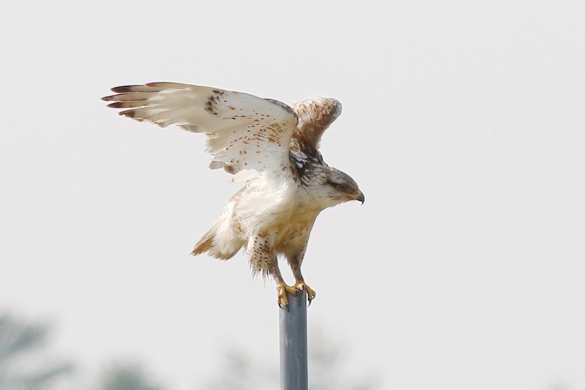 ML621487764 - Ferruginous Hawk - Macaulay Library