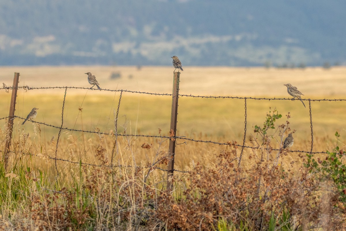 eBird Checklist - 14 Jul 2024 - Rocky Flats NWR - 15 species