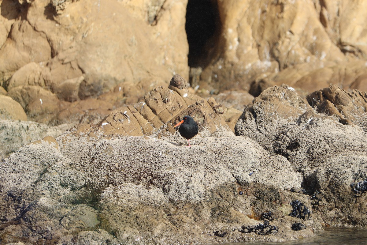 eBird Checklist - 14 Jul 2024 - Makaro / Ward Island - 3 species