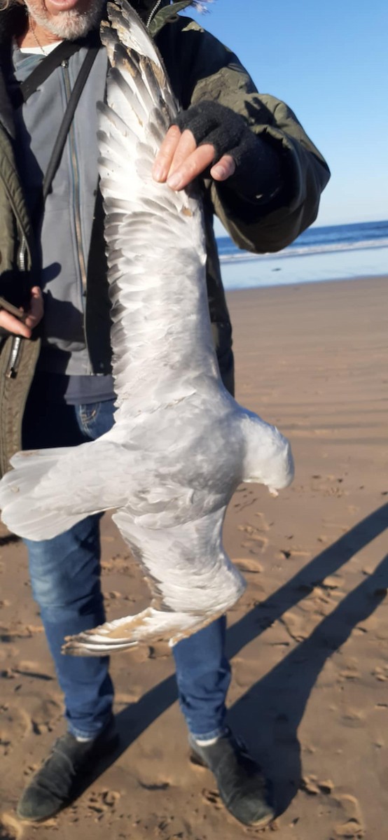 eBird Checklist - 5 Jul 2024 - Bancoora Beach - 1 species