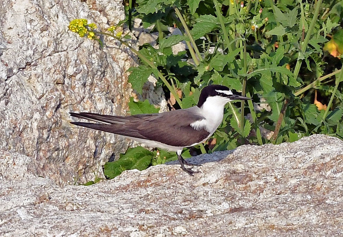 ML621497608 - Bridled Tern - Macaulay Library