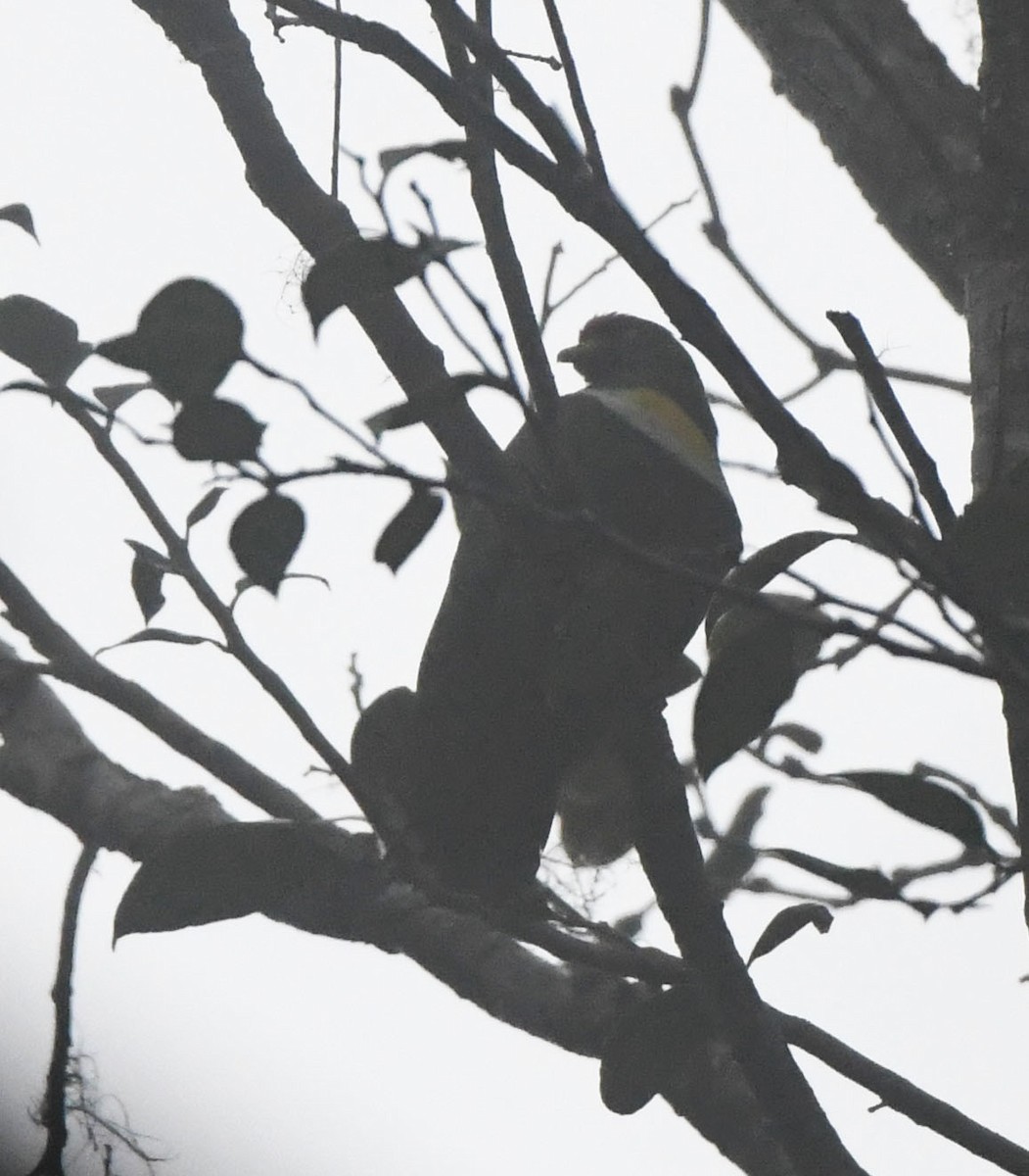 eBird Checklist - 2 Jul 2024 - Day 3: Basecamp 3 to low ridge - 13 ...