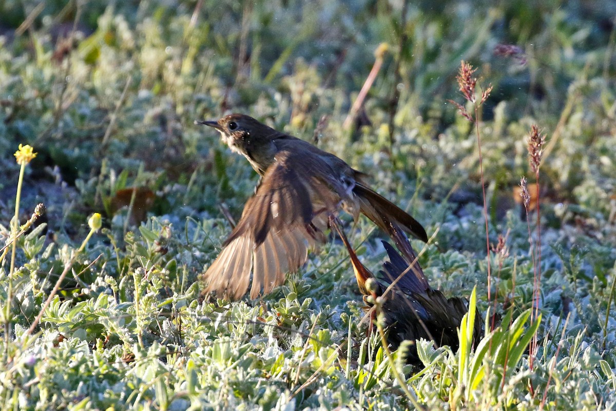 ML621502888 - Common Nightingale - Macaulay Library