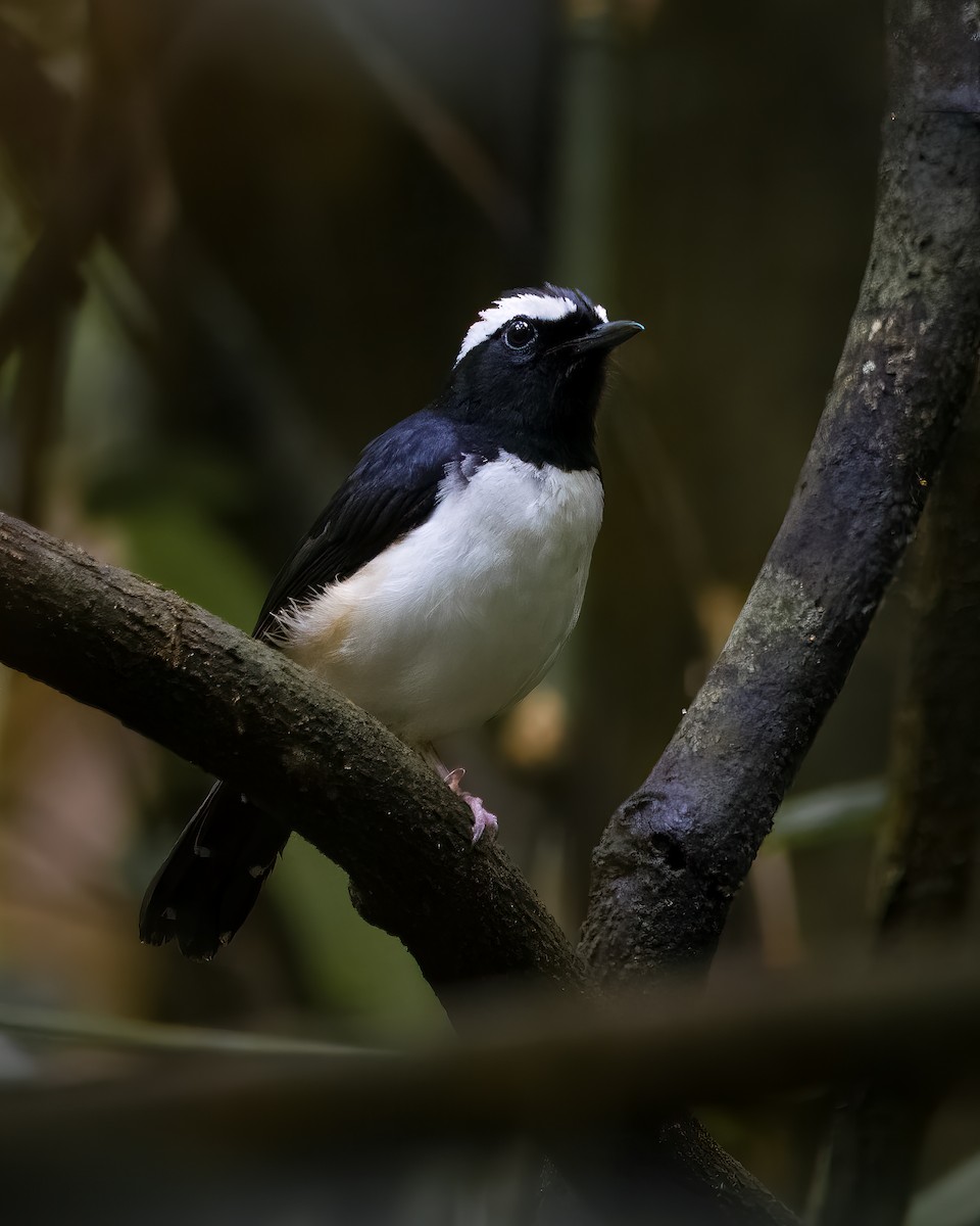 eBird Checklist - 14 Jul 2024 - Mt. Kanlaon Natural Park--Lower Slopes ...