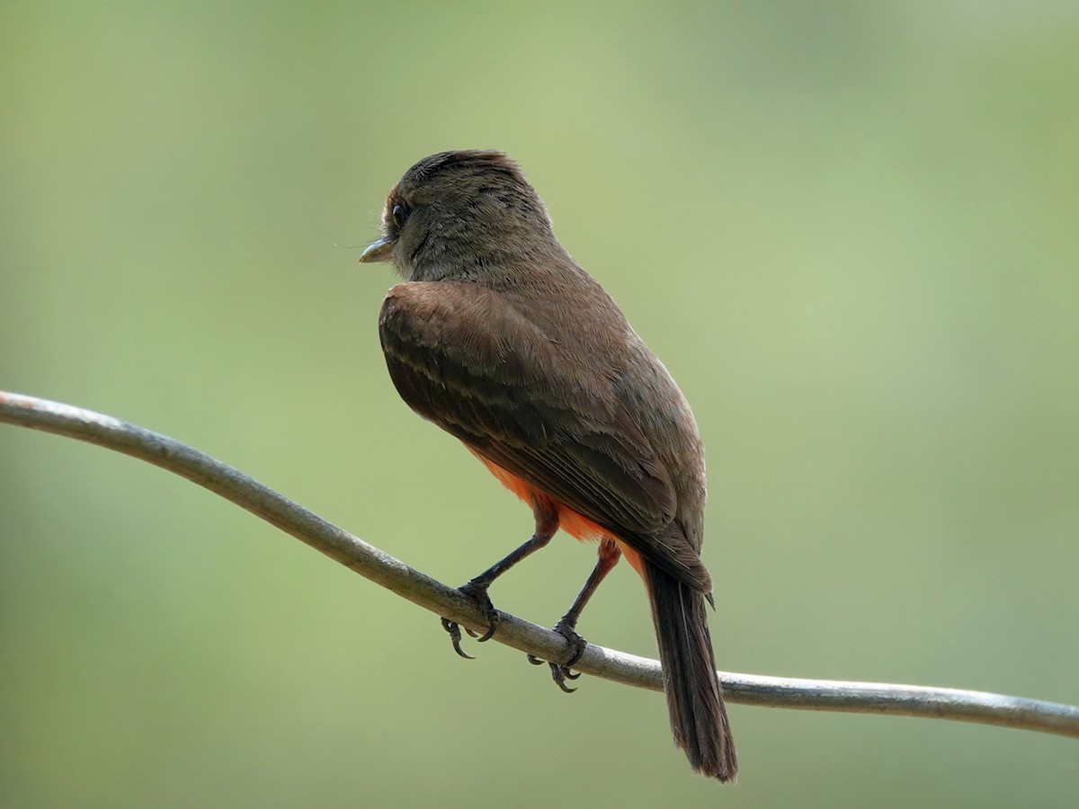eBird Checklist - 4 Jun 2024 - Mábita--Comunidad, Centro Apu Pauni y ...