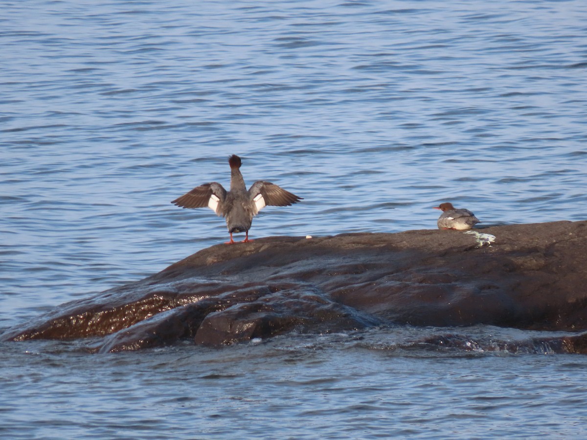 eBird Checklist - 14 Jul 2024 - Cascade River Wayside - 13 species (+2 ...