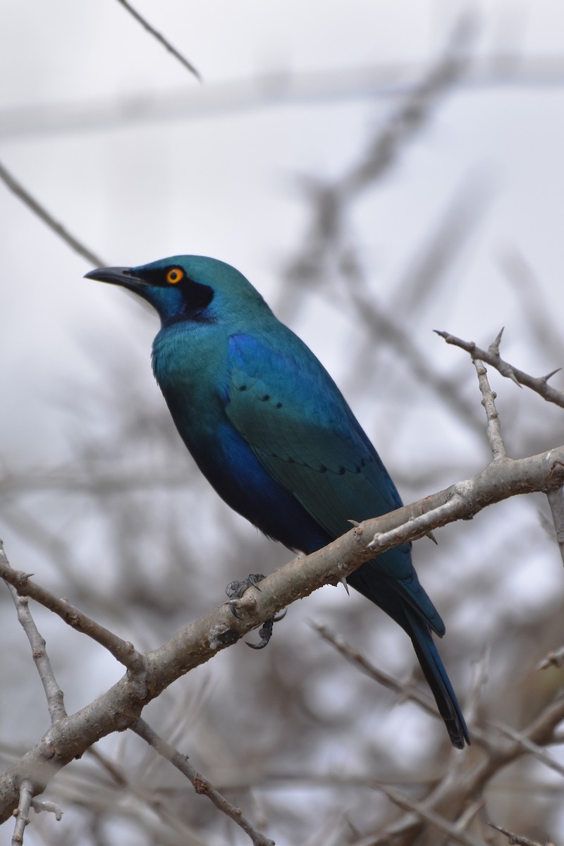 eBird Checklist - 24 Jun 2024 - Chyulu Gate Tsavo West National Park ...