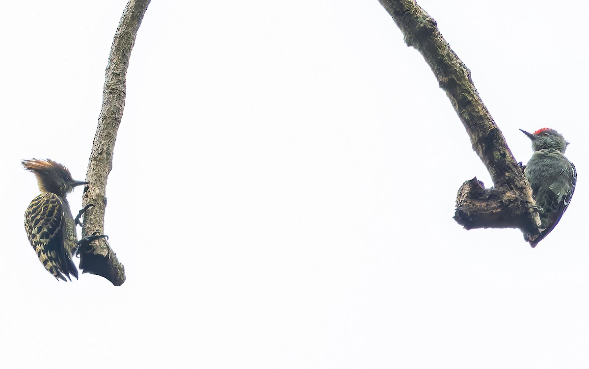 eBird Checklist - 22 Jun 2024 - Hulu Langat - 12 species