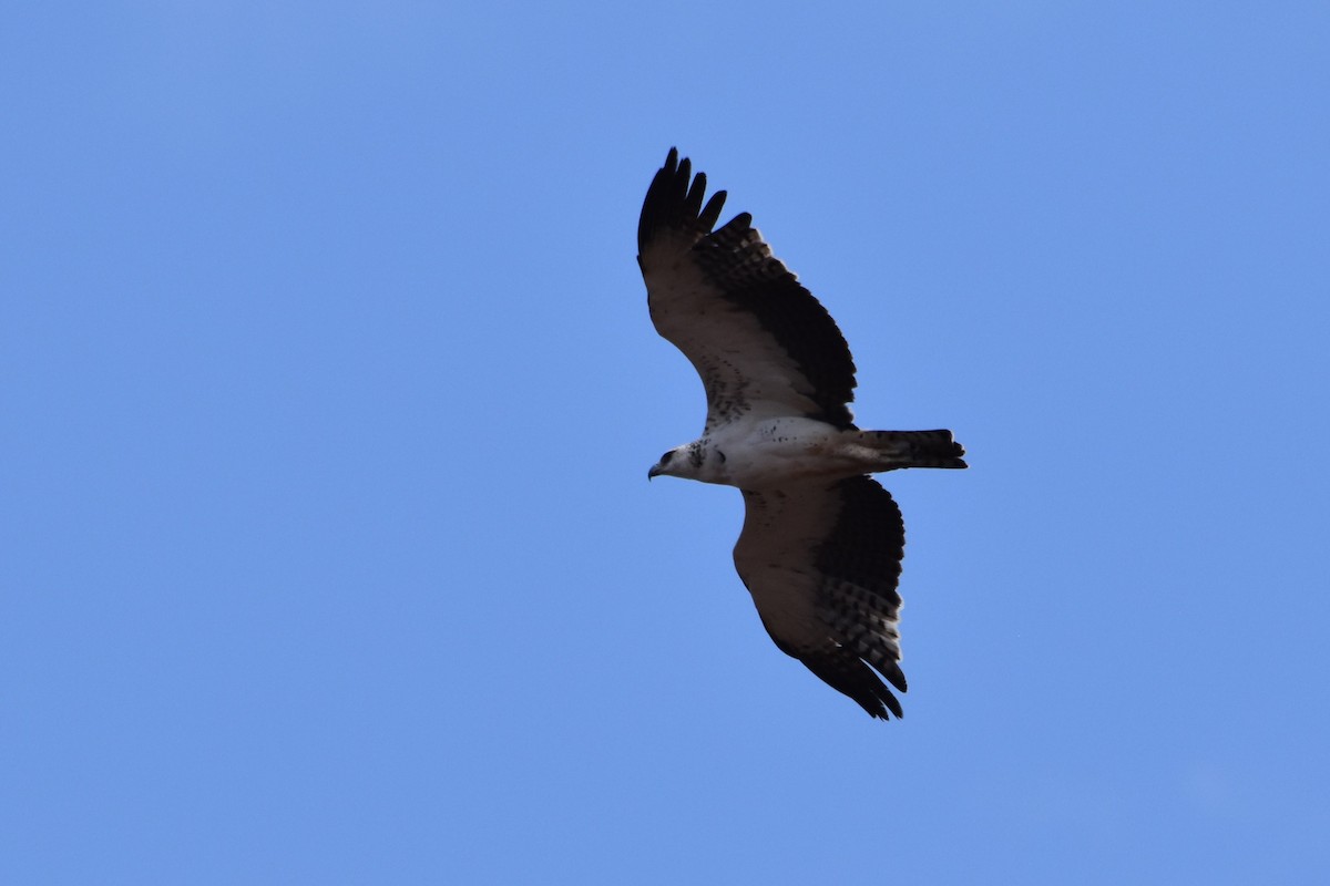 eBird Checklist - 24 Jun 2024 - Chyulu Gate Tsavo West National Park ...