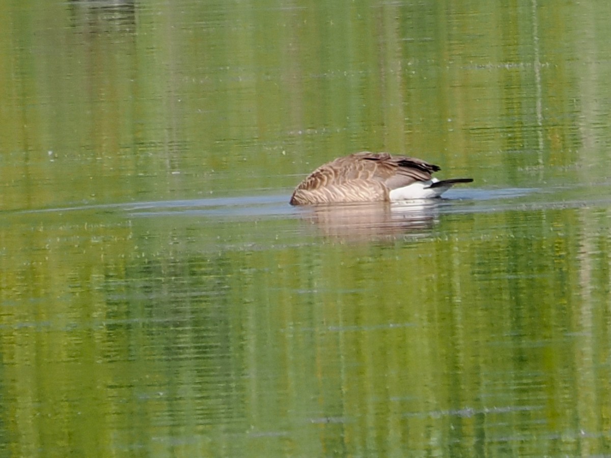 eBird Checklist - 13 Jul 2024 - Waneka Lake/Greenlee Preserve - 48 ...