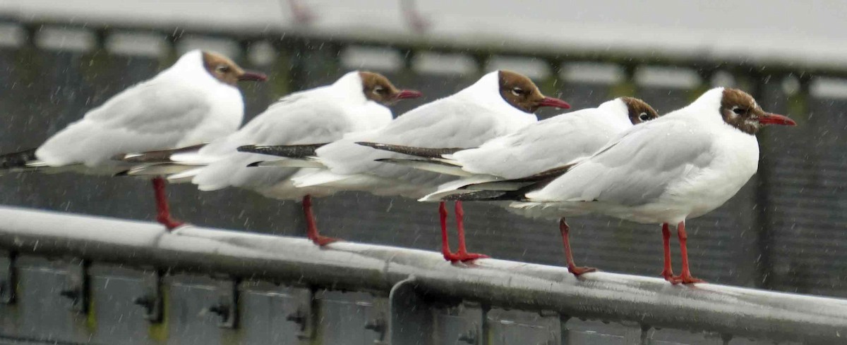 eBird Checklist - 15 Jul 2024 - Cardiff Bay - 6 species