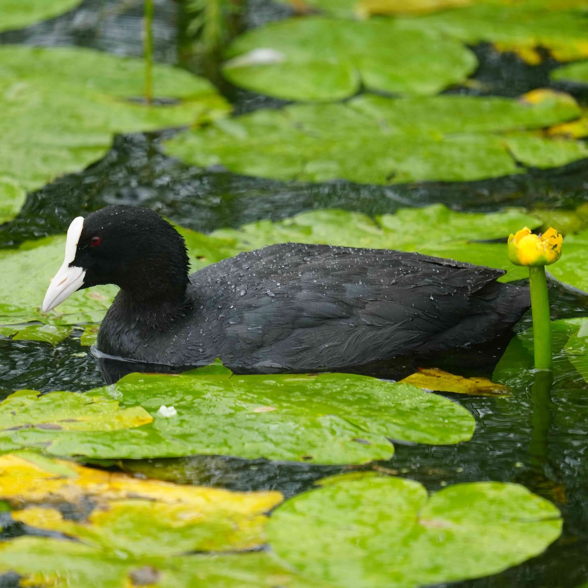 eBird Checklist - 15 Jul 2024 - Cardiff Bay Wetlands Reserve - 7 species