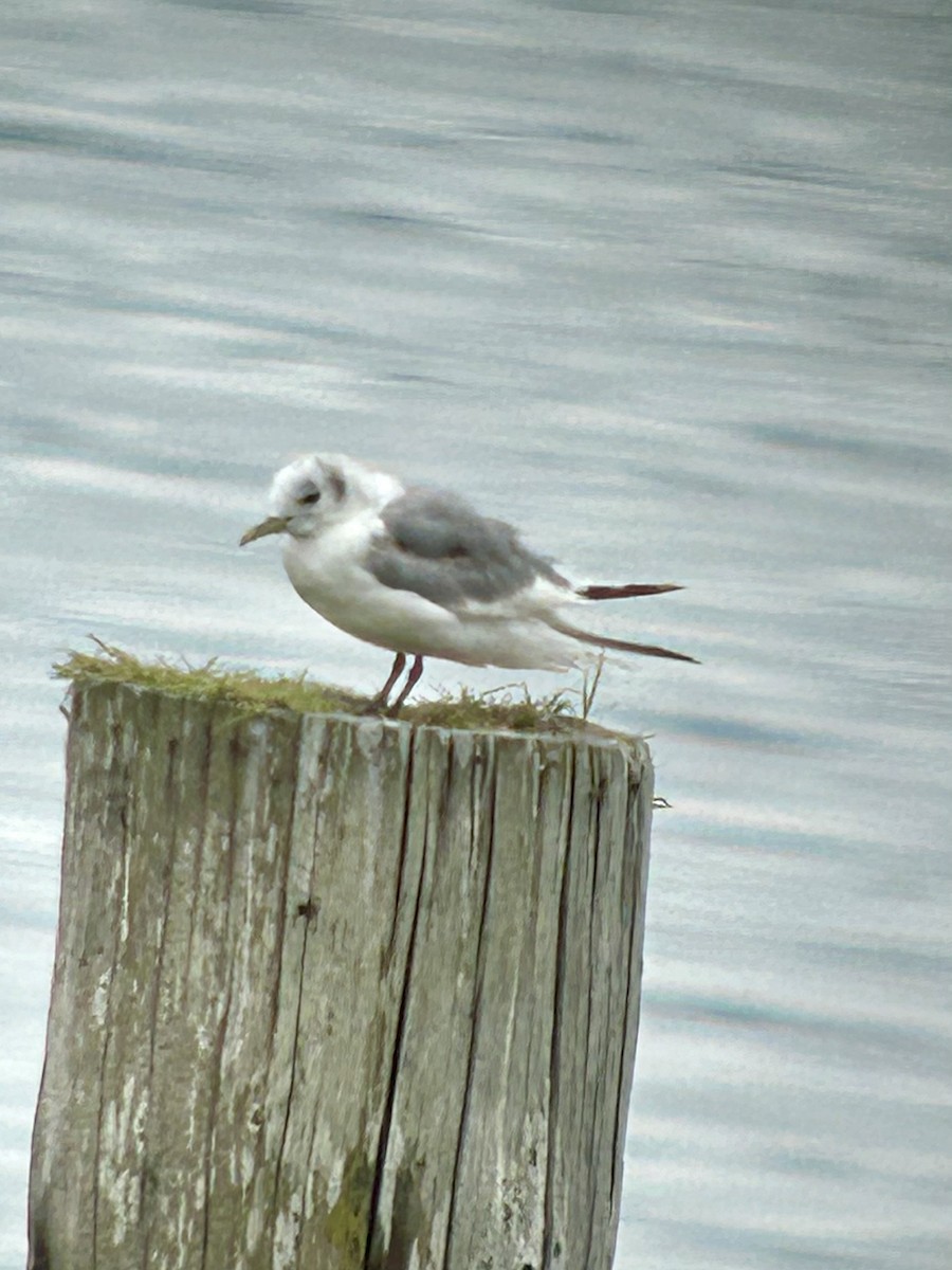 eBird Checklist - 15 Jul 2024 - Tokeland--marina - 22 species (+1 other ...