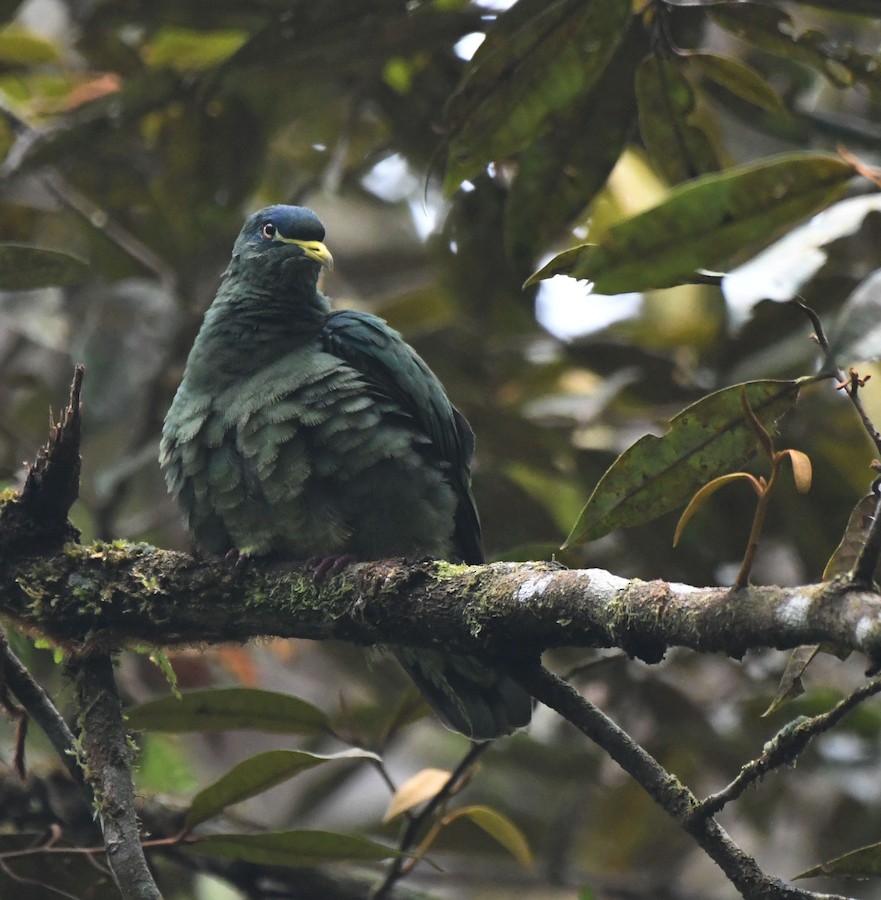 White-breasted Fruit-Dove (Mountain) - eBird