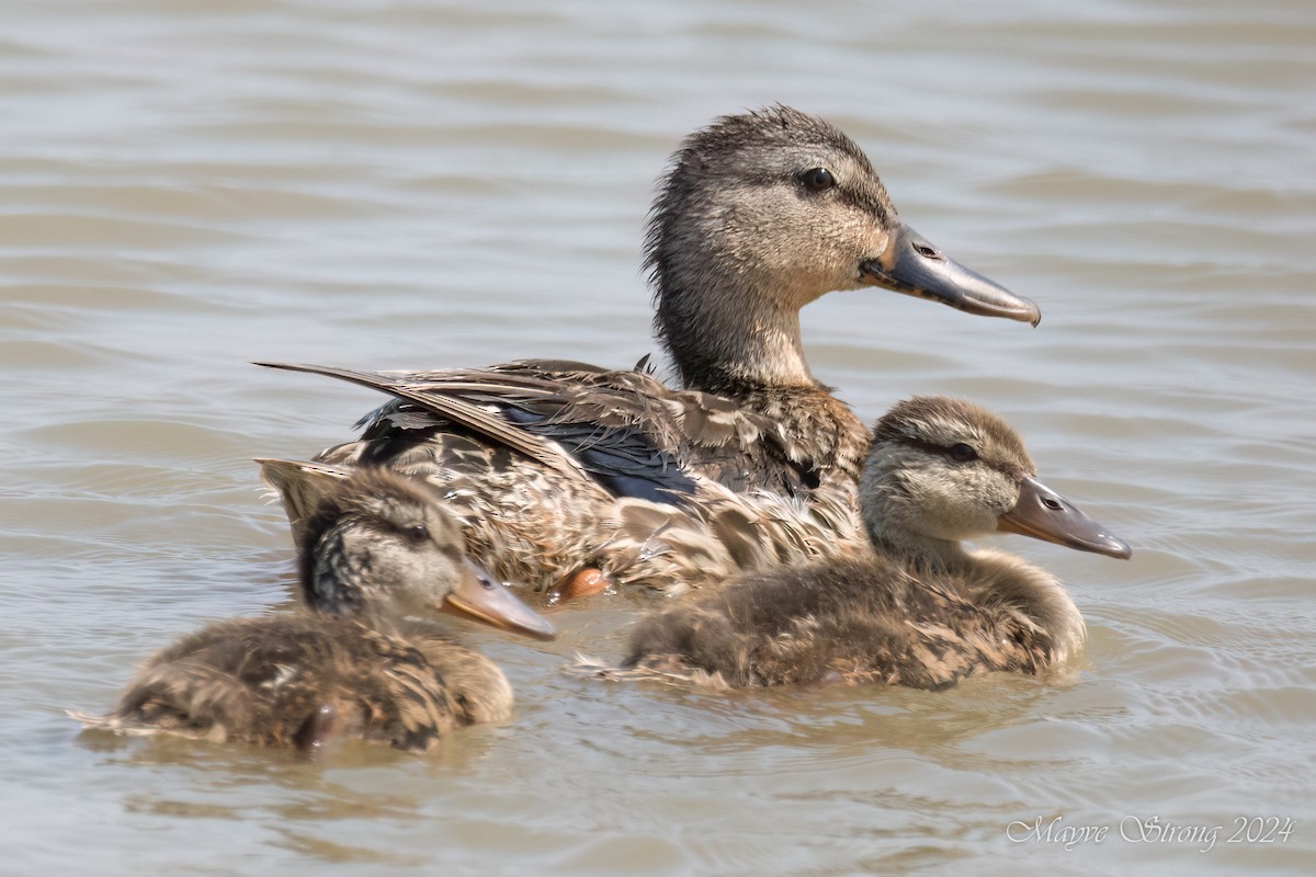 eBird Checklist - 15 Jul 2024 - Hagerman NWR - 40 species