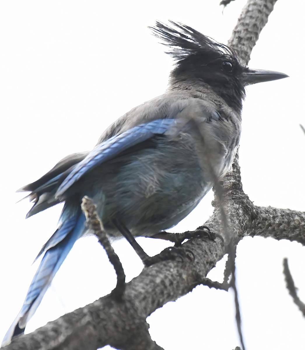 eBird Checklist - 16 Jul 2024 - Eldorado Mountain Open Space--Fowler ...