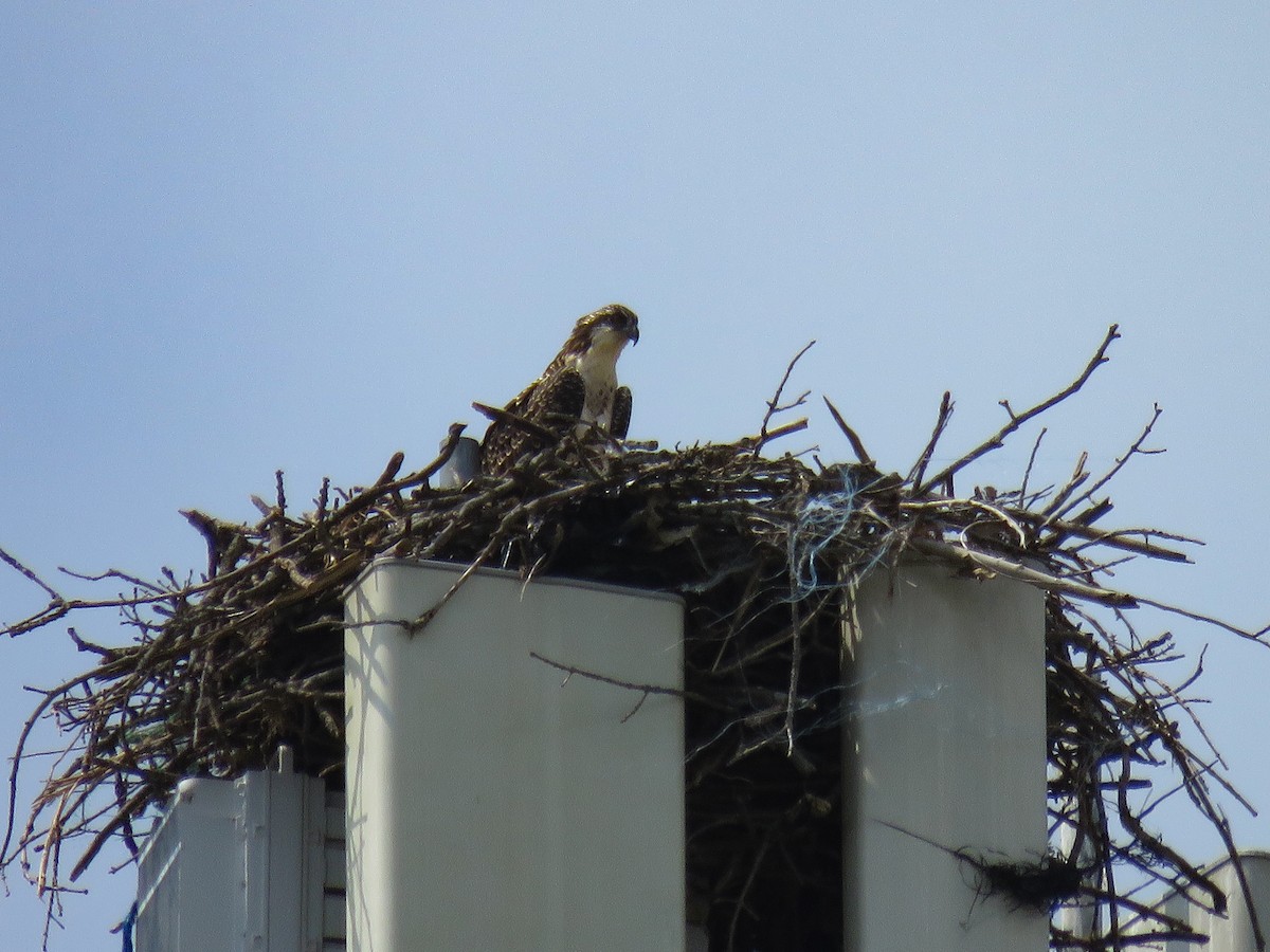 eBird Checklist - 16 Jul 2024 - Osprey Quarry - 1 species