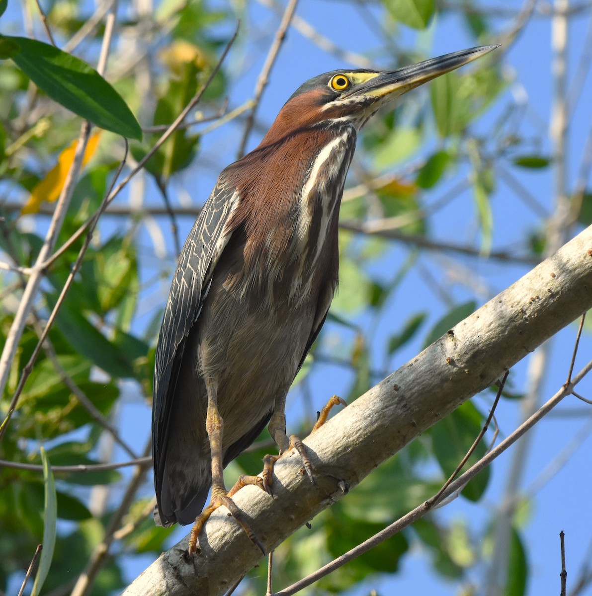 eBird Checklist - 6 Jul 2024 - Mangles de San Blas - 39 species