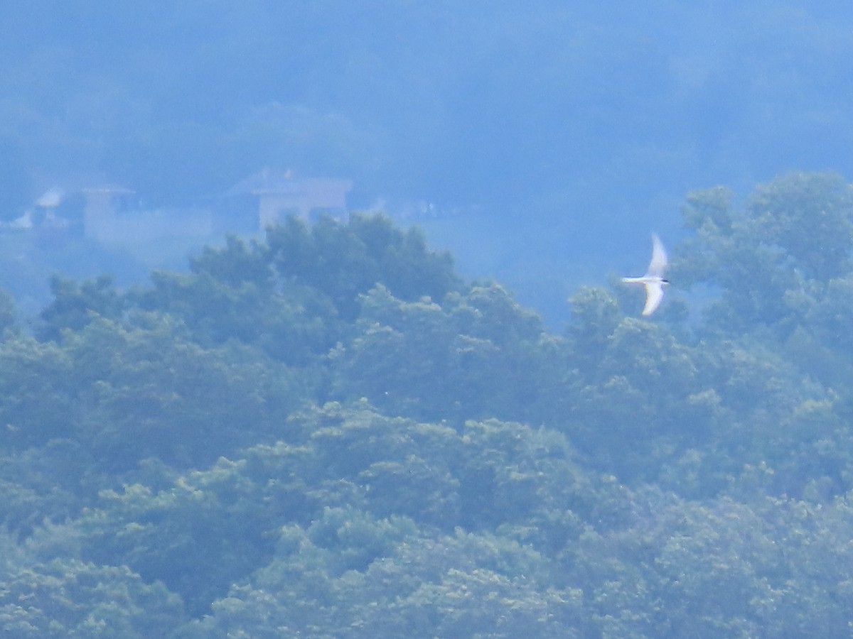 Pennsylvania Bird Atlas Checklist - 16 Jul 2024 - Presque Isle SP--Beach 11 - 12 species