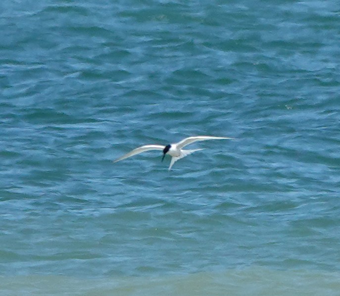 eBird Checklist - 16 Jul 2024 - Presque Isle SP--Gull Pt. - 18 species