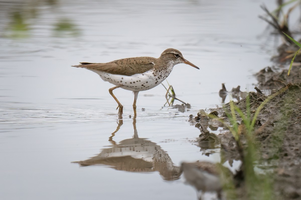eBird Checklist - 16 Jul 2024 - Cooley Lake CA - 26 species