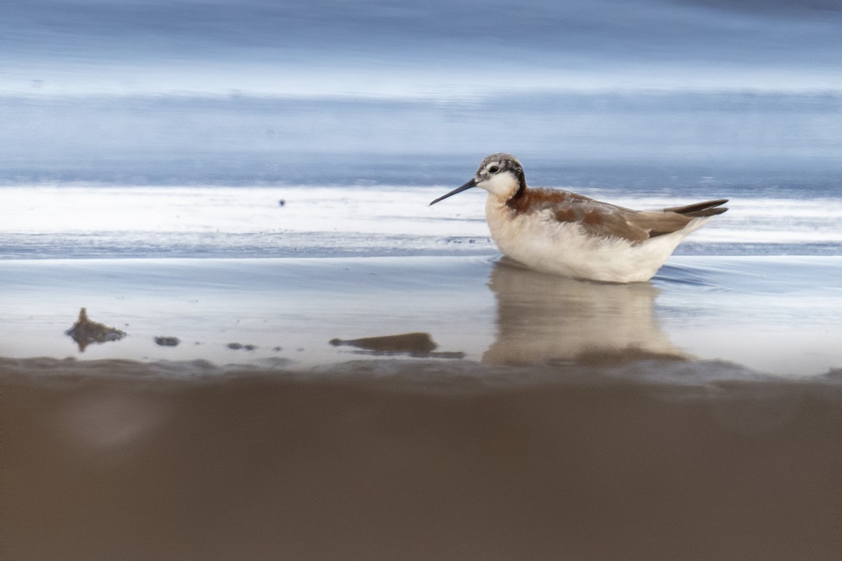 eBird Checklist - 5 Jul 2024 - Port Mahon Rd. - 31 species