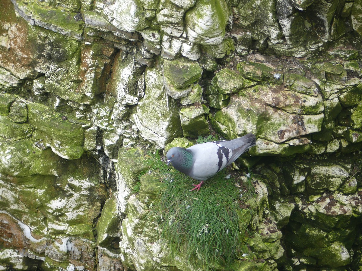 eBird Checklist - 15 Jul 2024 - Bempton Cliffs RSPB Reserve - 28 species