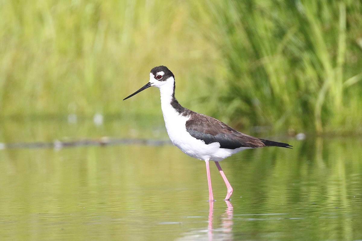 eBird Checklist - 5 Jul 2024 - Lake Helena WMA - 50 species