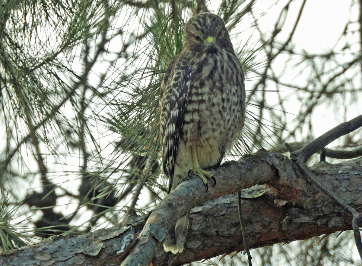 eBird Checklist - 17 Jul 2024 - Frank G. Bonelli RP/Puddingstone ...