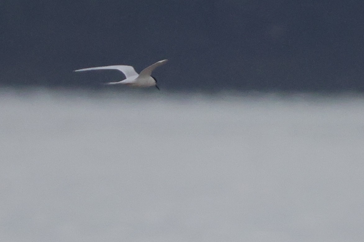 Pennsylvania Bird Atlas Checklist - 17 Jul 2024 - Presque Isle SP--Gull Pt. - 53 species