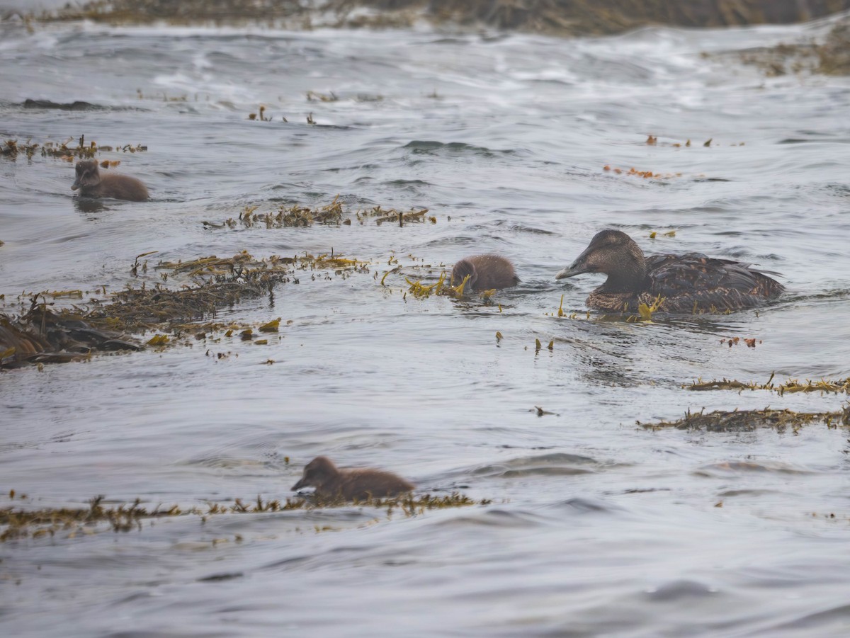 eBird Checklist - 17 Jul 2024 - Martinique Beach Provincial Park - 33 ...