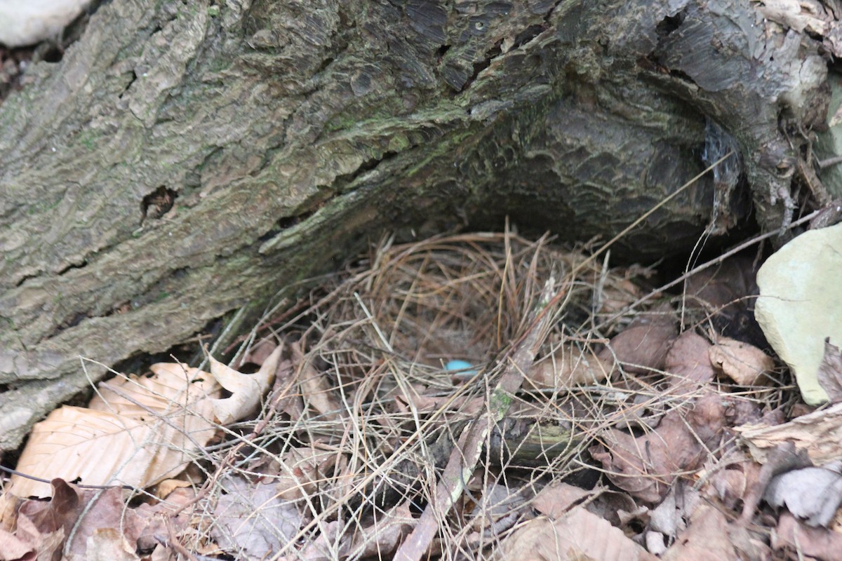 ML621580820 - Hermit Thrush - Macaulay Library