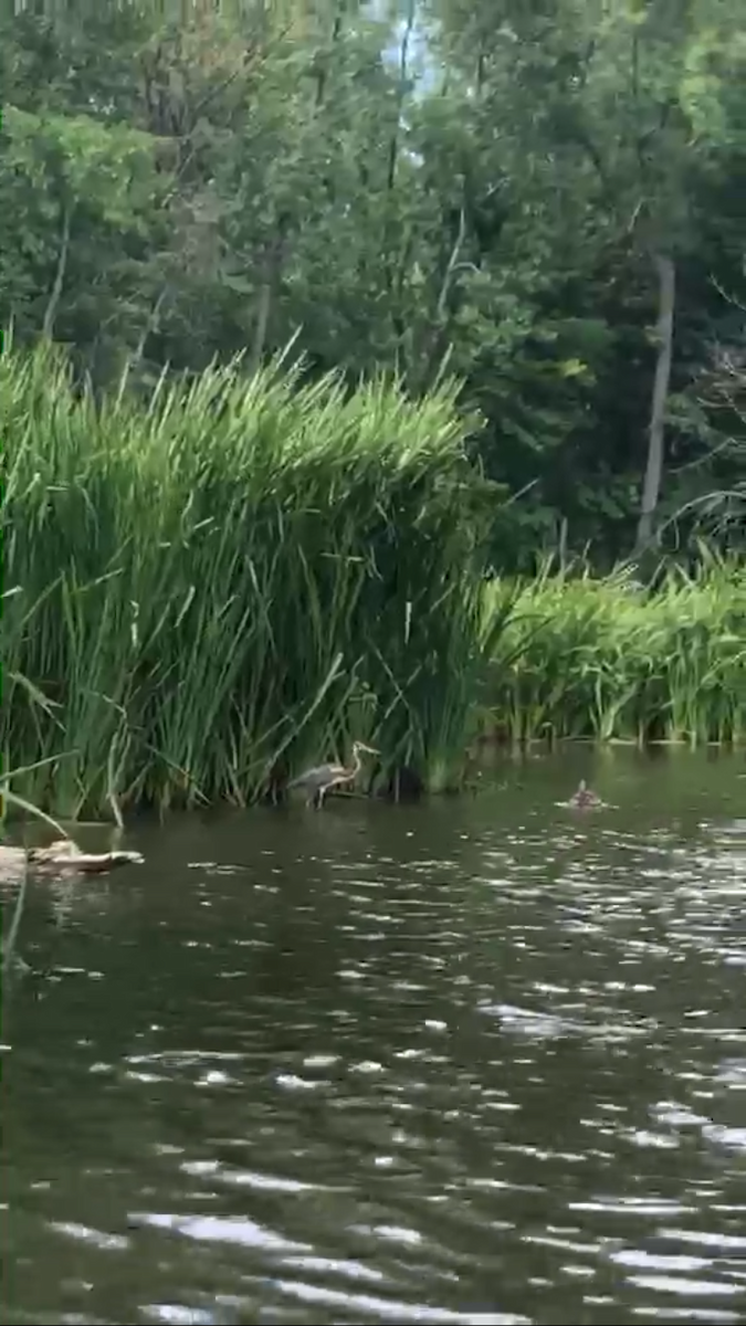 eBird Checklist - 17 Jul 2024 - Mentor Lagoons Nature Preserve - 1 species