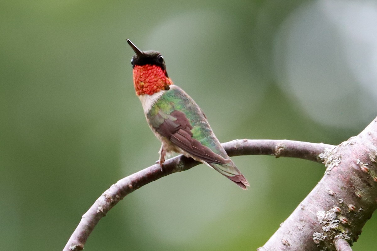 Pennsylvania Bird Atlas Checklist - 10 Jul 2024 - 399 Upper Georges Valley Rd, Spring Mills US ...