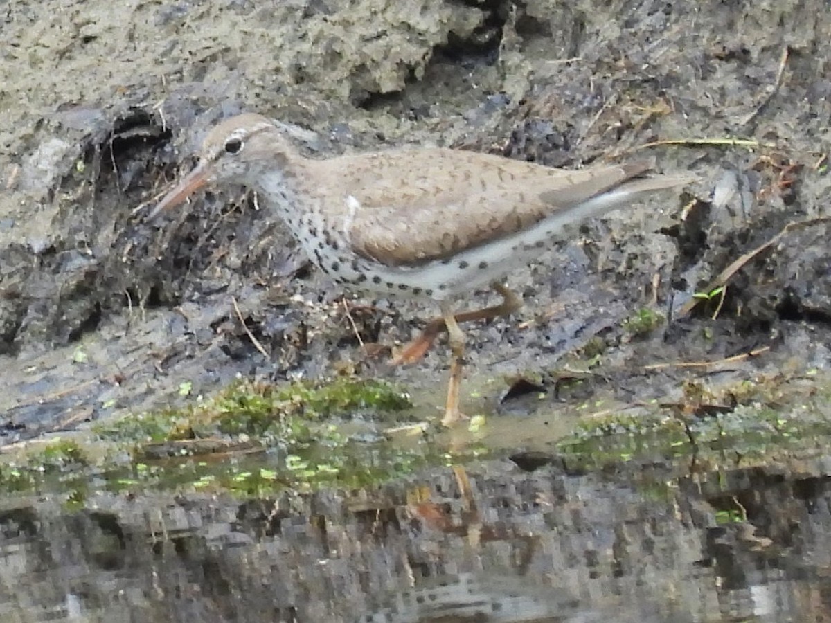eBird Checklist - 17 Jul 2024 - Bartholomew's Cobble, Ashley Falls - 39 ...
