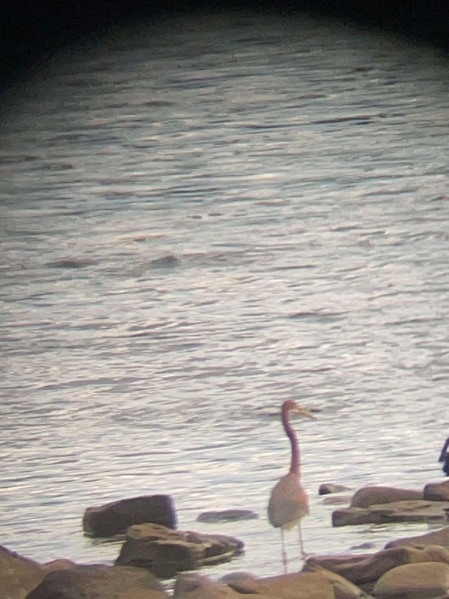 Pennsylvania Bird Atlas Checklist - 17 Jul 2024 - Adam T. Bower ...