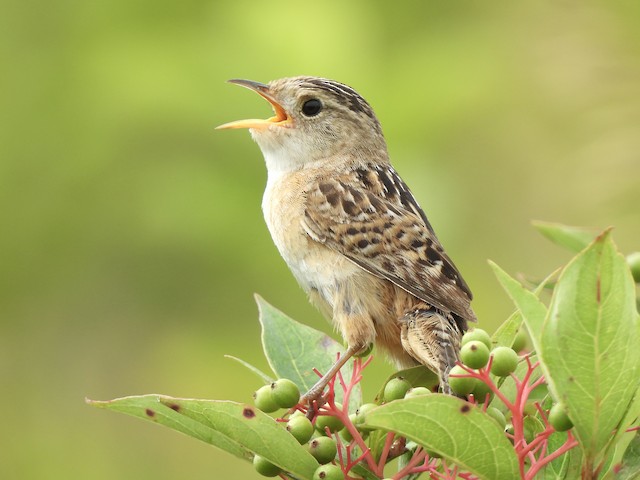 Calling Expert Earbirders: Open Breeding Bird Survey Routes for 2025 ...