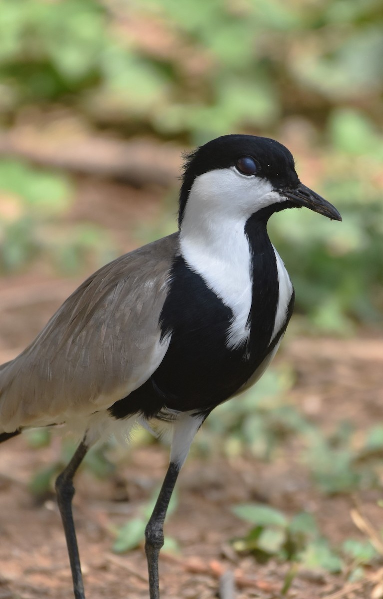 eBird Checklist - 25 Jun 2024 - Tsavo East NP--Aruba Lodge and Dam - 3 ...