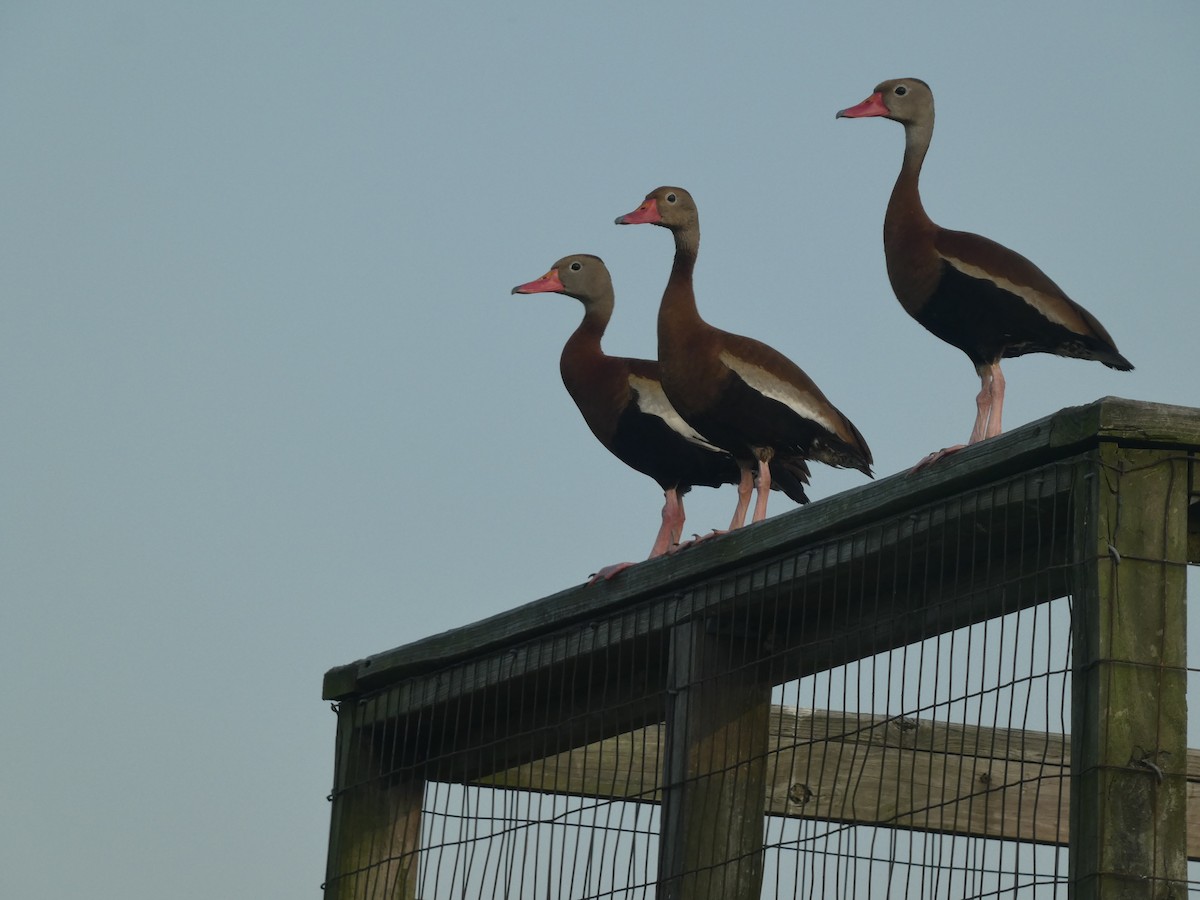 eBird Checklist - 16 Jul 2024 - Red Slough WMA - 66 species (+1 other taxa)