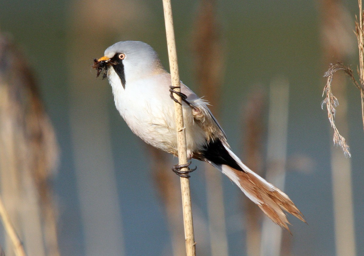 eBird Checklist - 20 Apr 2009 - Port Allen - 1 species