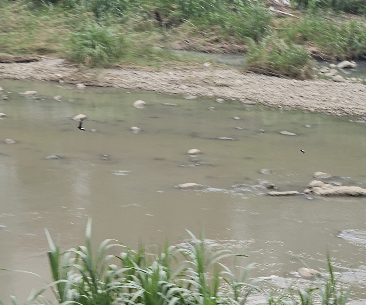 Taiwan Bird Atlas Checklist - 18 Jul 2024 - 台北--三峽大同橋(Taipei--Sanxia ...