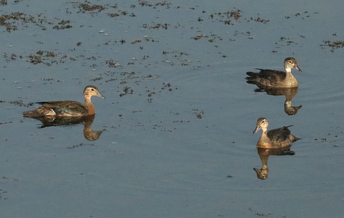 eBird Checklist - 18 Jul 2024 - Brainerd Levee - 31 species