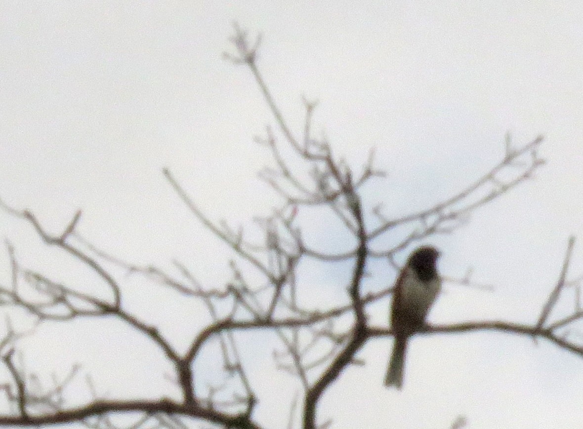 eBird Checklist - 18 Jul 2024 - Eastern Neck NWR--Duck Inn Trail - 27 ...