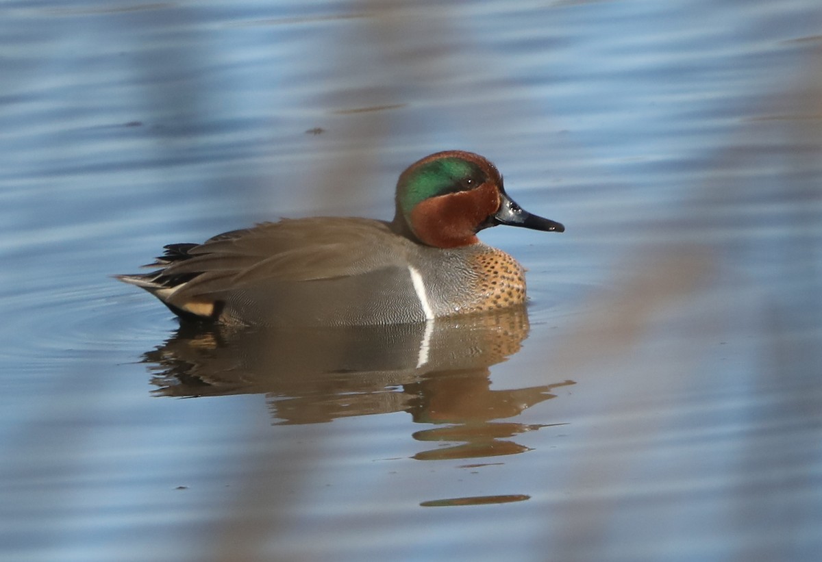eBird Checklist - 24 Mar 2024 - John Heinz NWR--impoundment (Philadelphia Co.) - 17 species